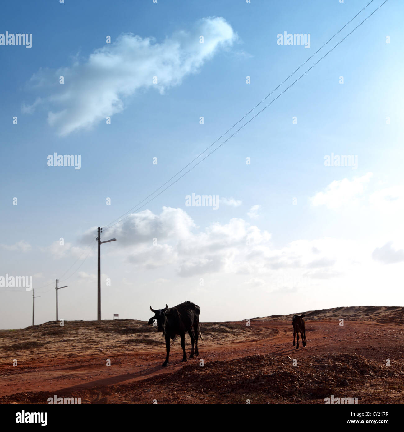 cows in desert Stock Photo - Alamy