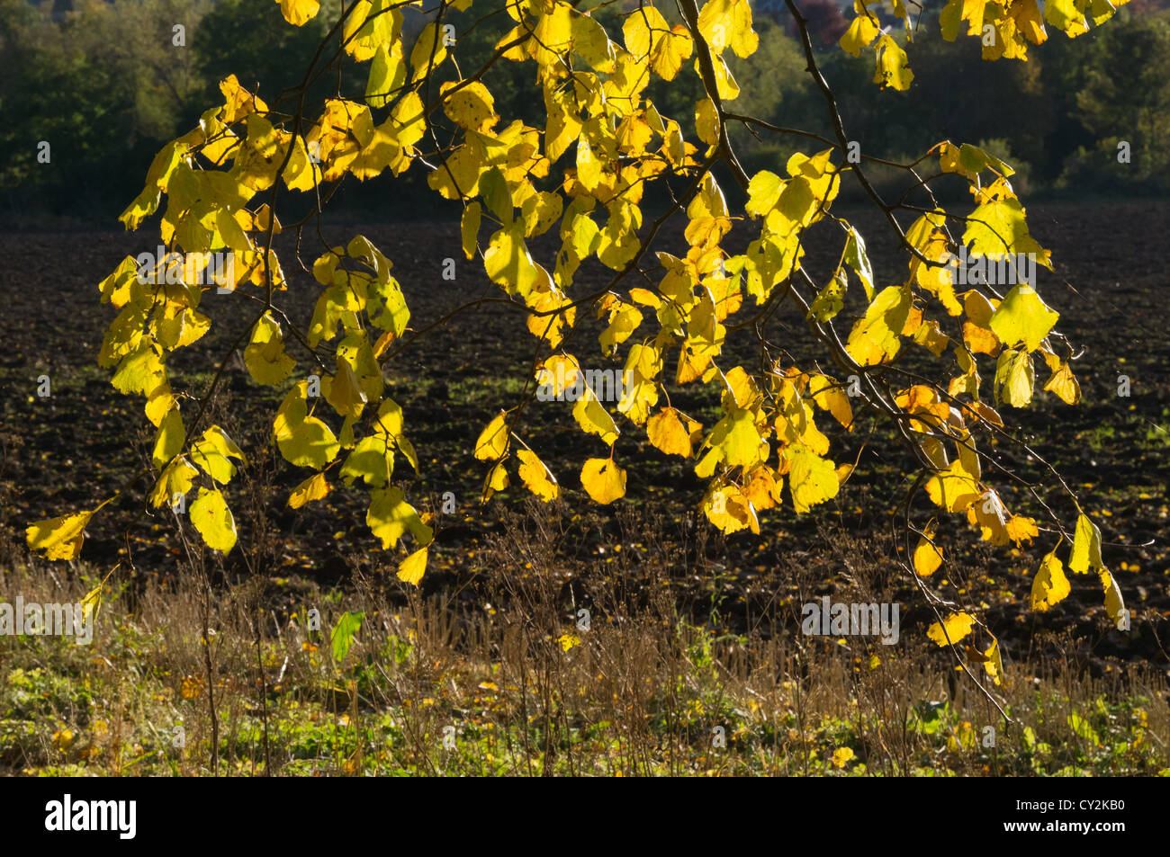 Gattonside village hi-res stock photography and images - Alamy