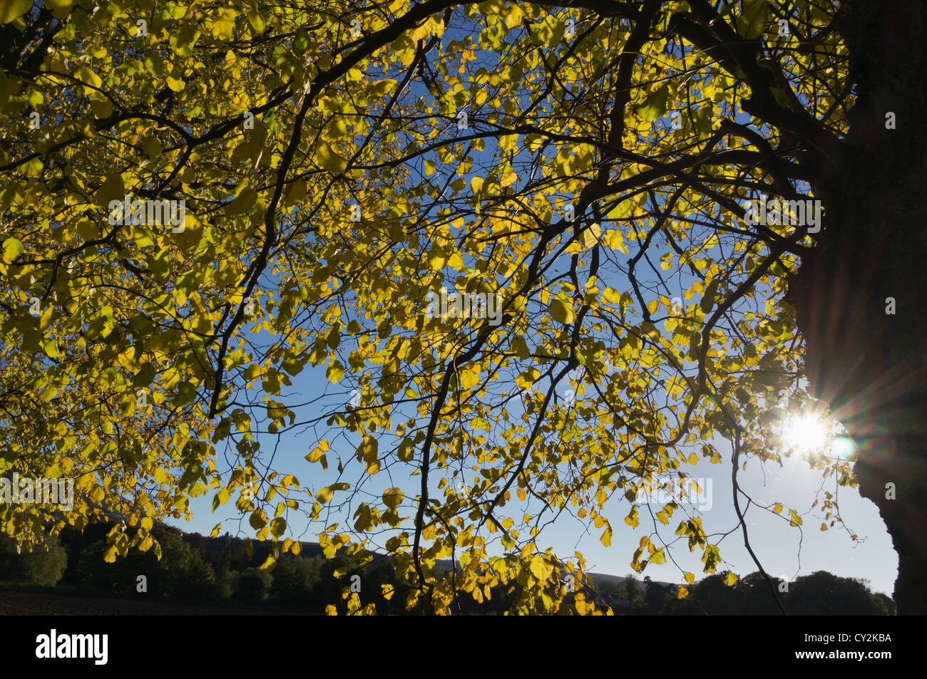 Gattonside village hi-res stock photography and images - Alamy