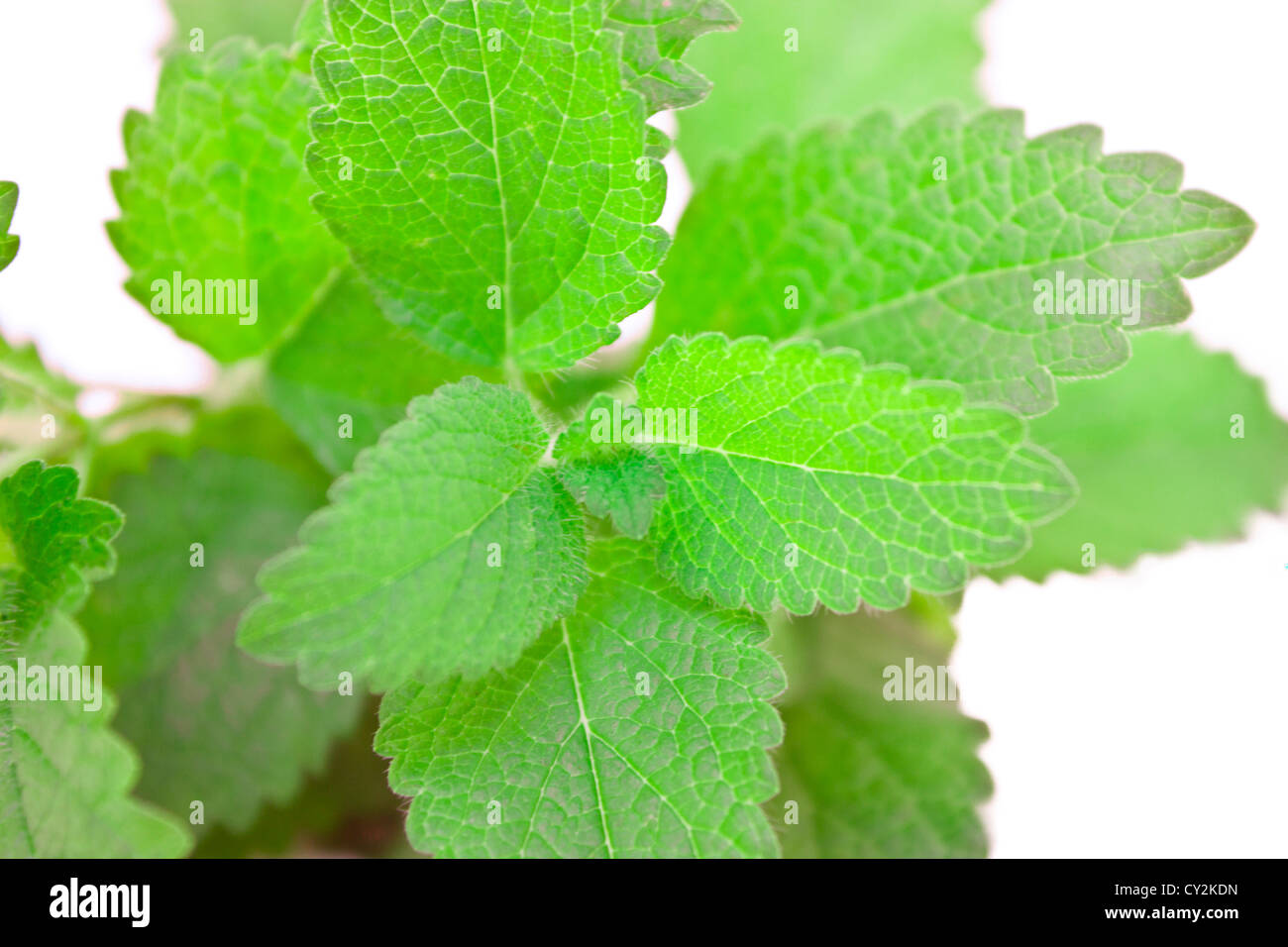 Melissa flower hi-res stock photography and images - Alamy