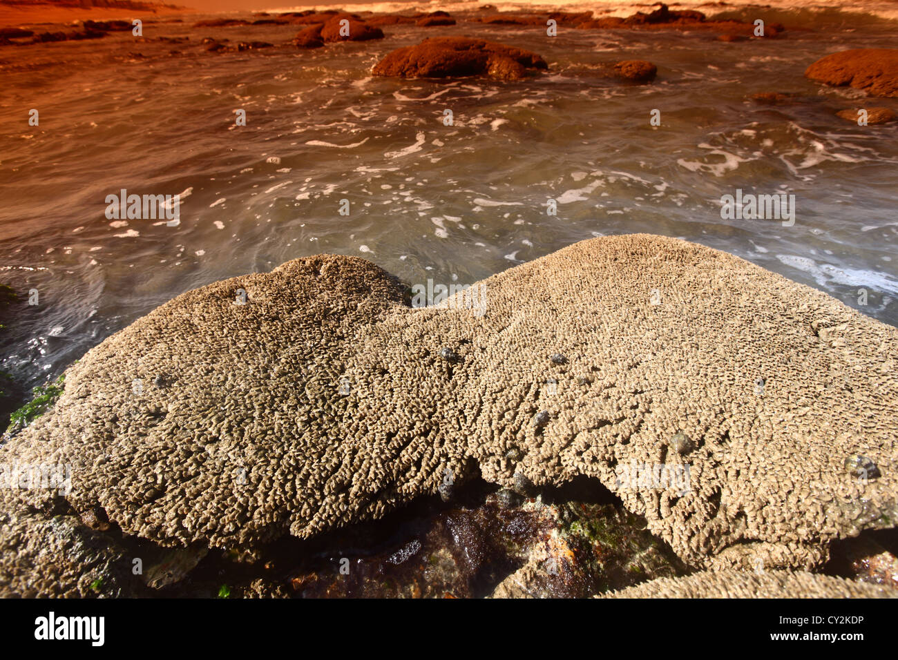 Reef stones an ocean water Stock Photo - Alamy