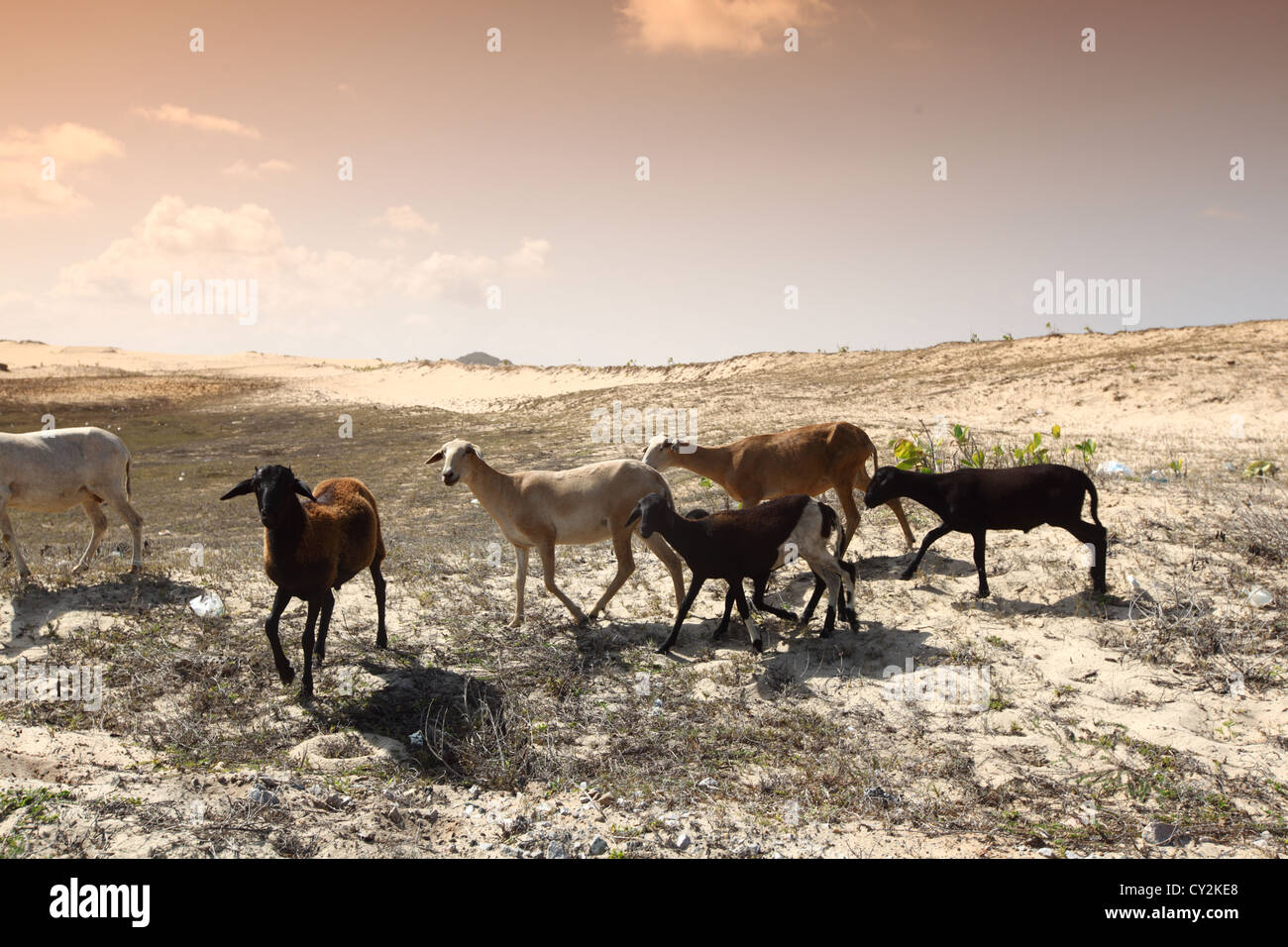 Adolescent wild goat hi-res stock photography and images - Alamy