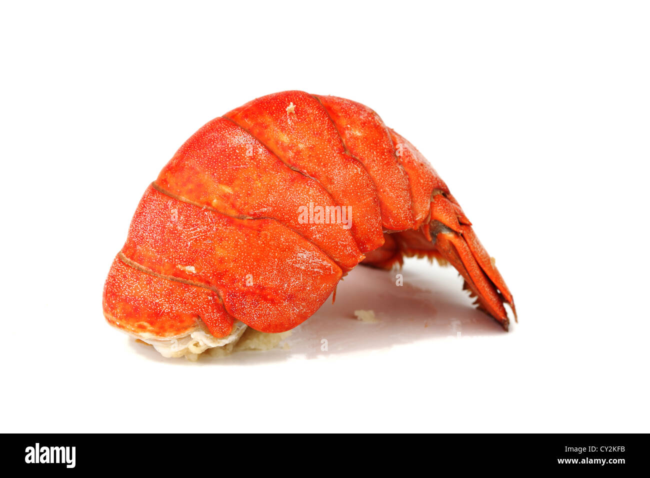 Lobster tail shell carapace hi-res stock photography and images - Alamy