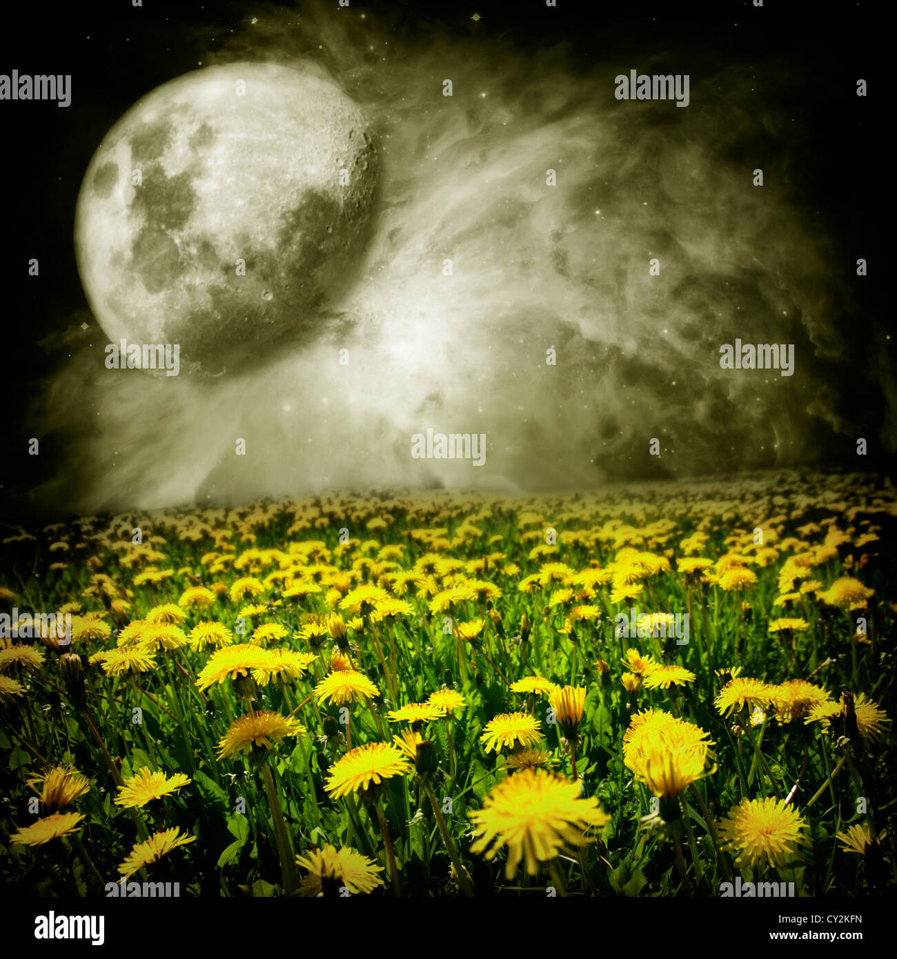 dandelion field and moon Stock Photo - Alamy