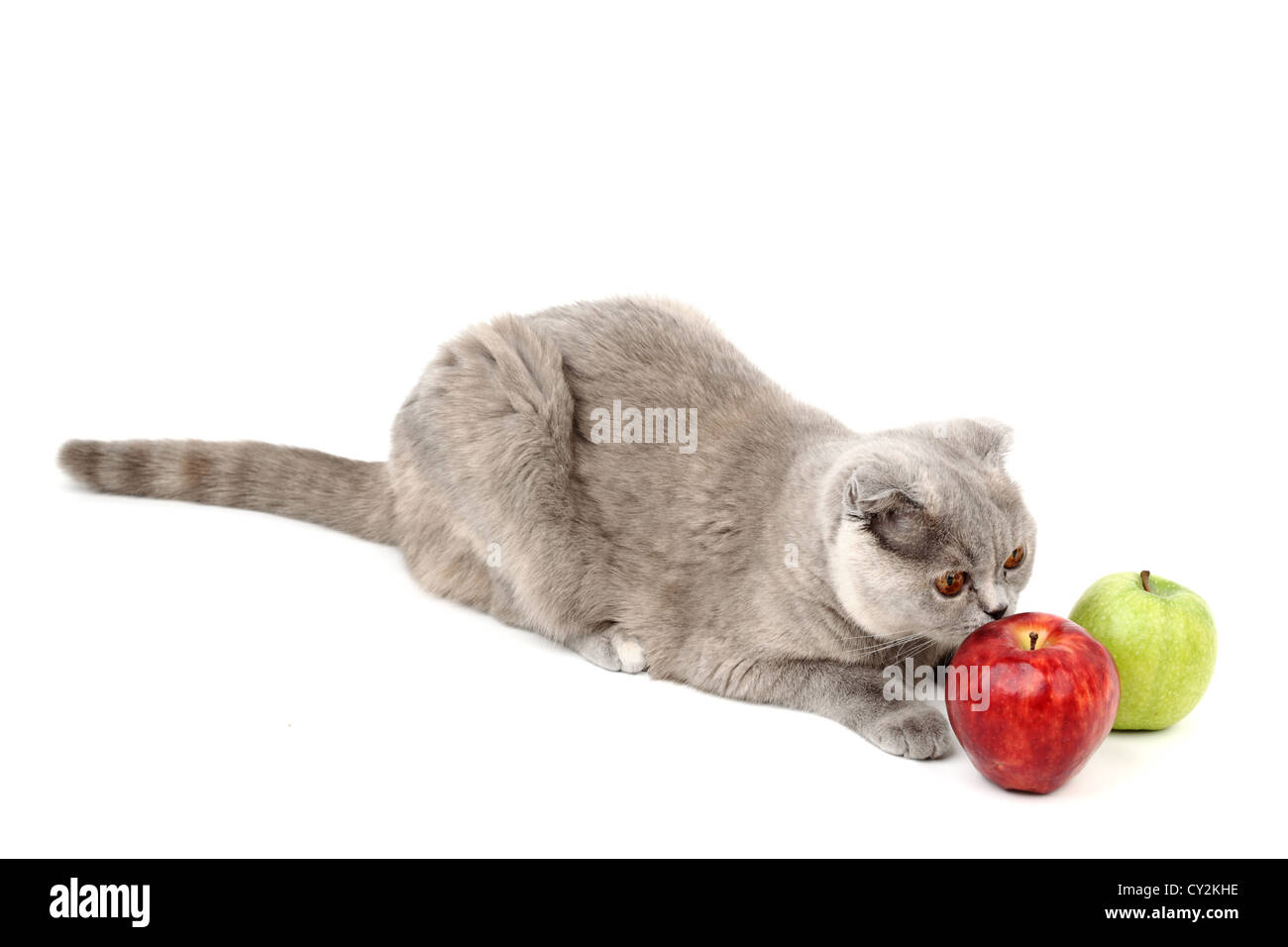 cat find apples isolated on white Stock Photo - Alamy