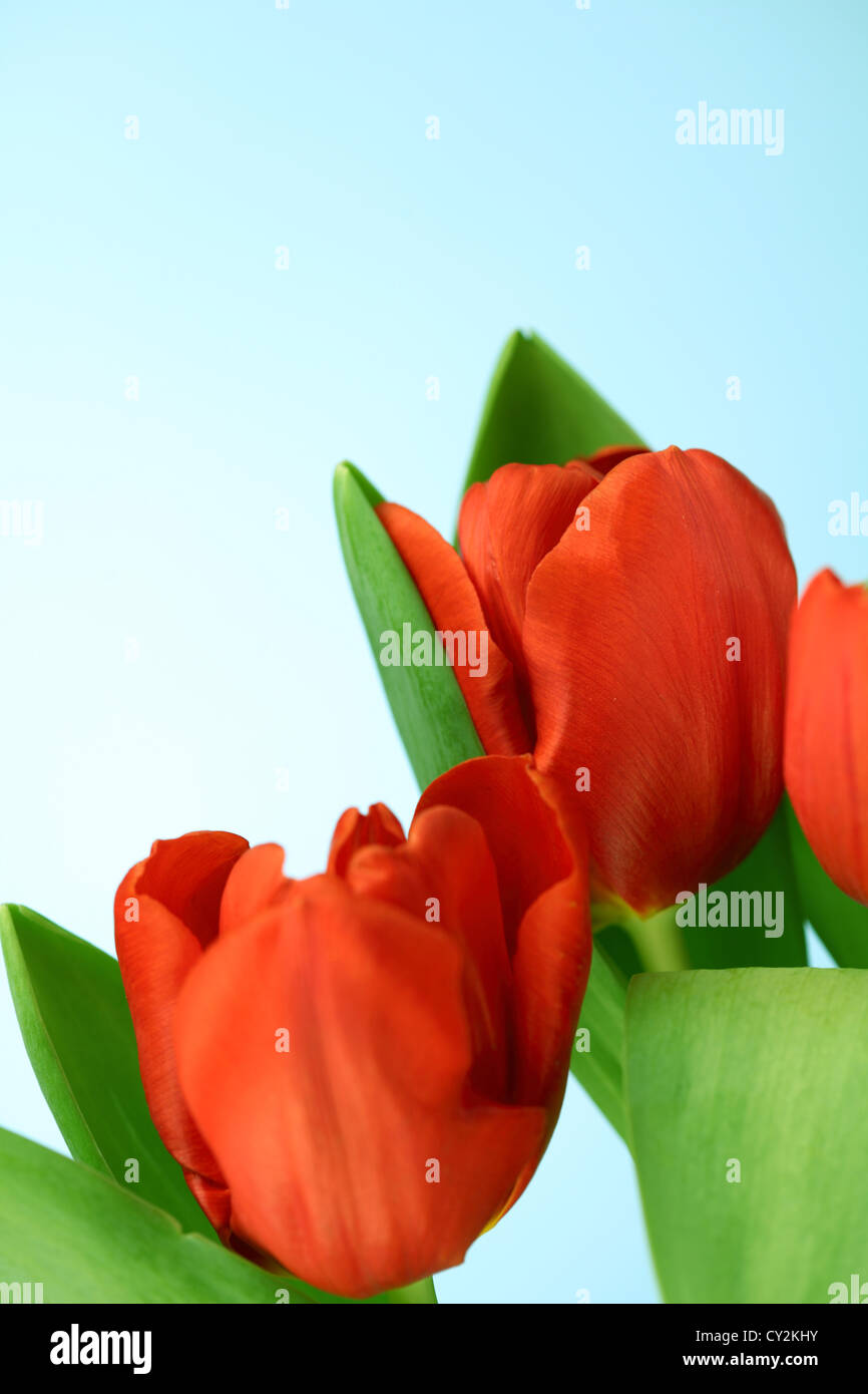 three red tulips on blue Stock Photo - Alamy