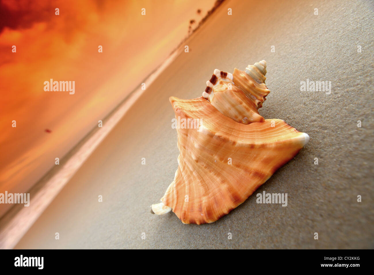 shell on sand under sunset sky Stock Photo - Alamy