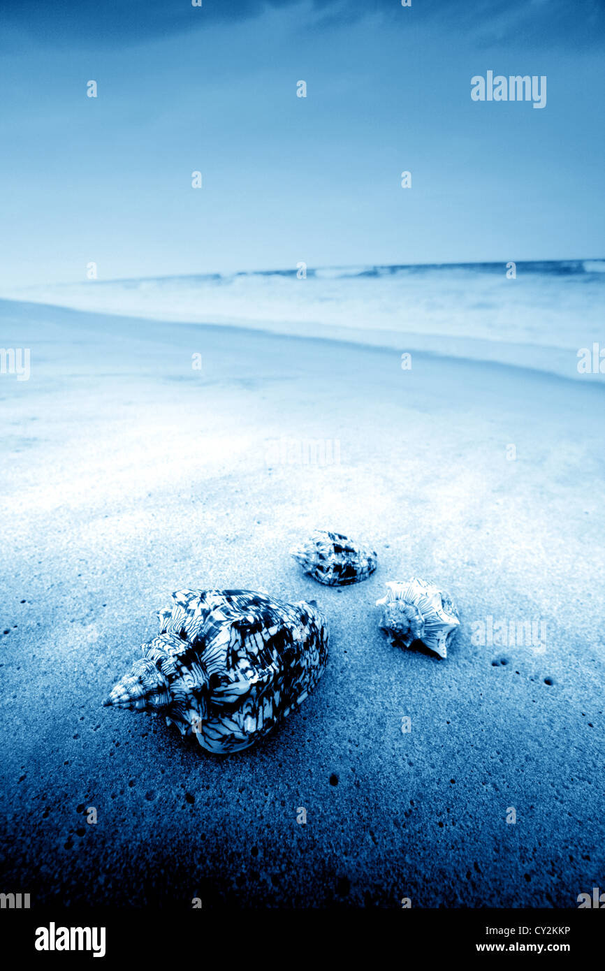 shell on sand under sunset sky Stock Photo - Alamy