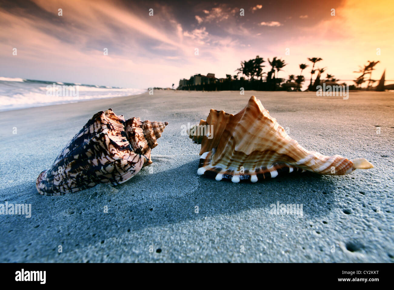 shell on sand under sunset sky Stock Photo - Alamy