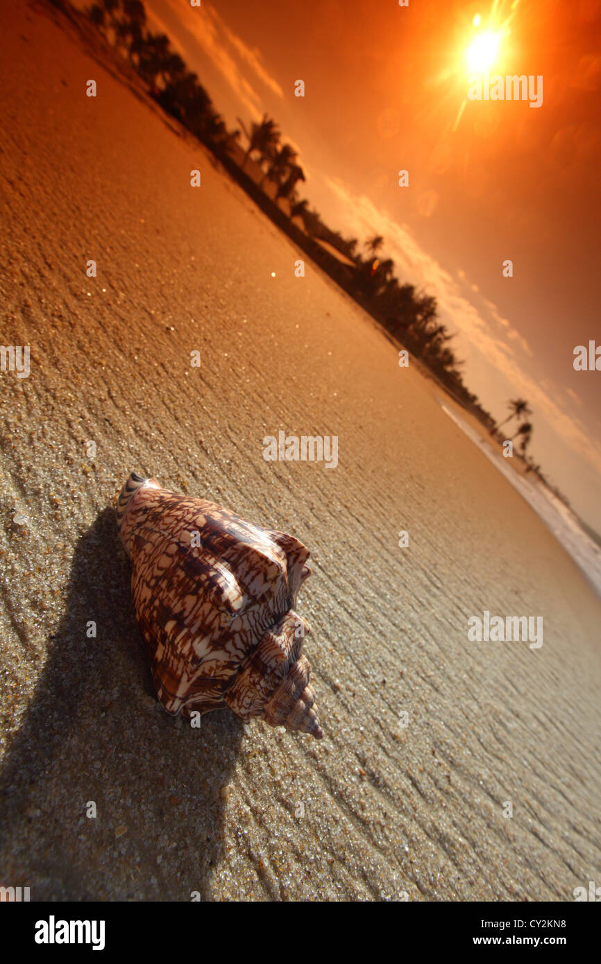 shell on sand under sunset sky Stock Photo - Alamy