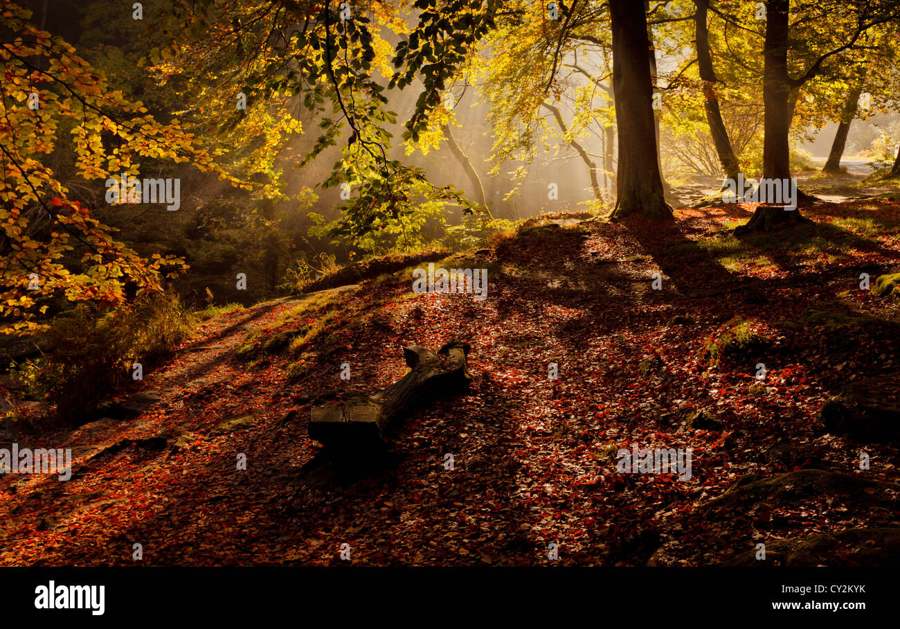 Rays of Sunlight on Autumn leaves streaming through the trees in ...