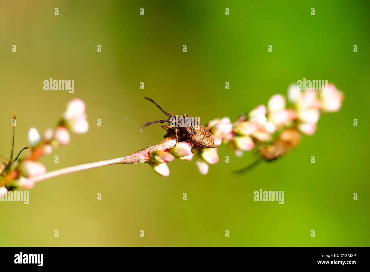 Groups of bugs on a stem Stock Photo - Alamy