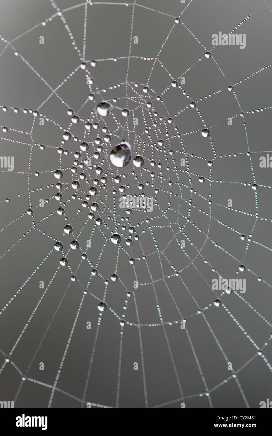 Spider web structure hi-res stock photography and images - Alamy