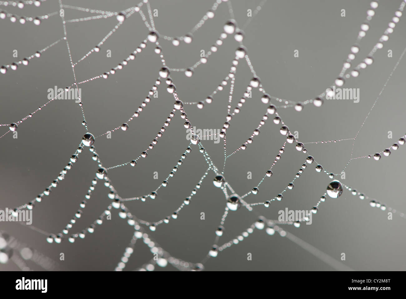 Spider web structure hi-res stock photography and images - Alamy