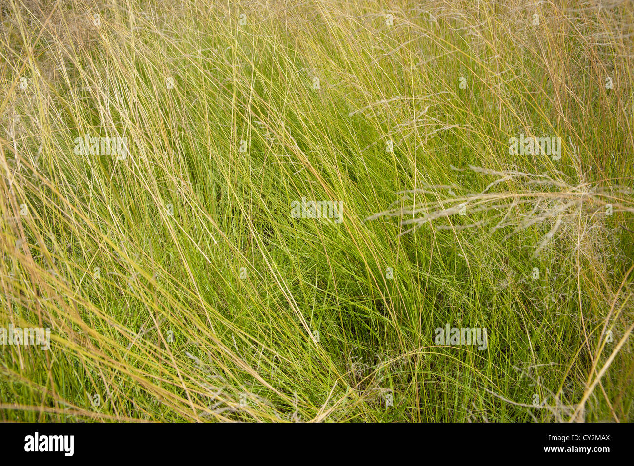 Green and golden grass closeup Stock Photo - Alamy