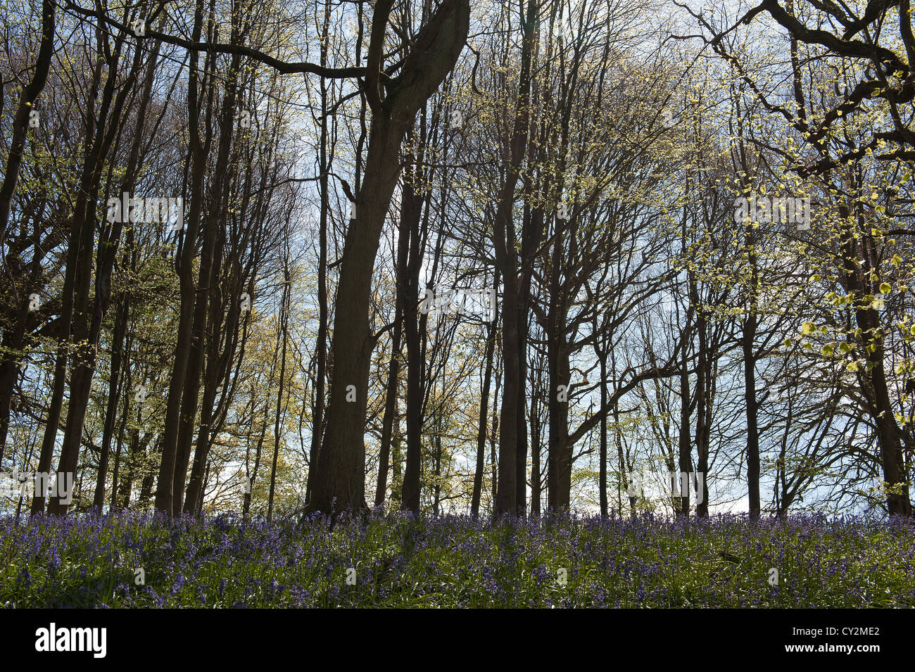 Bluebells beech oak and birch woodland in sunshine, spring rays of ...