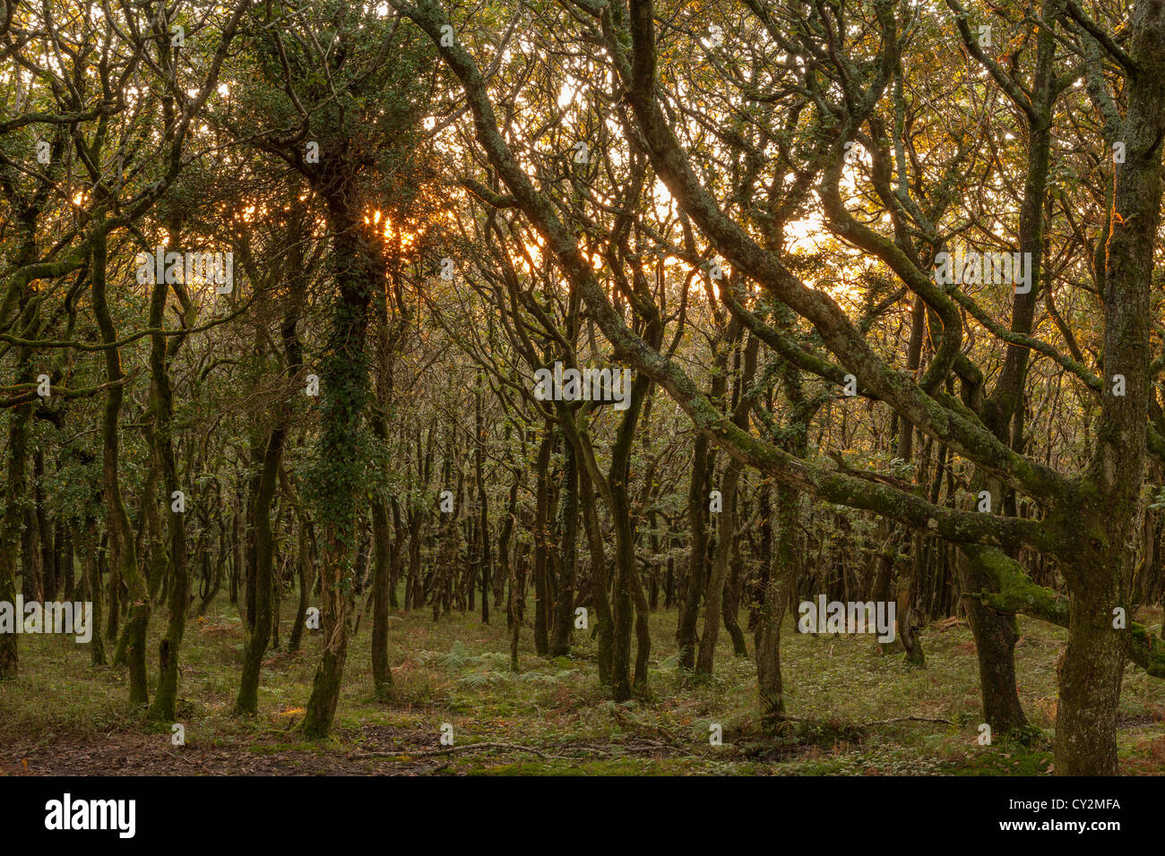 Sunset at Rectory wood on the Quantock hills in Somerset. An ancient ...