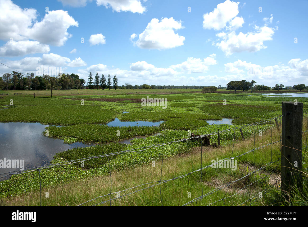 Wetland in rural Queensland, Australia Stock Photo - Alamy