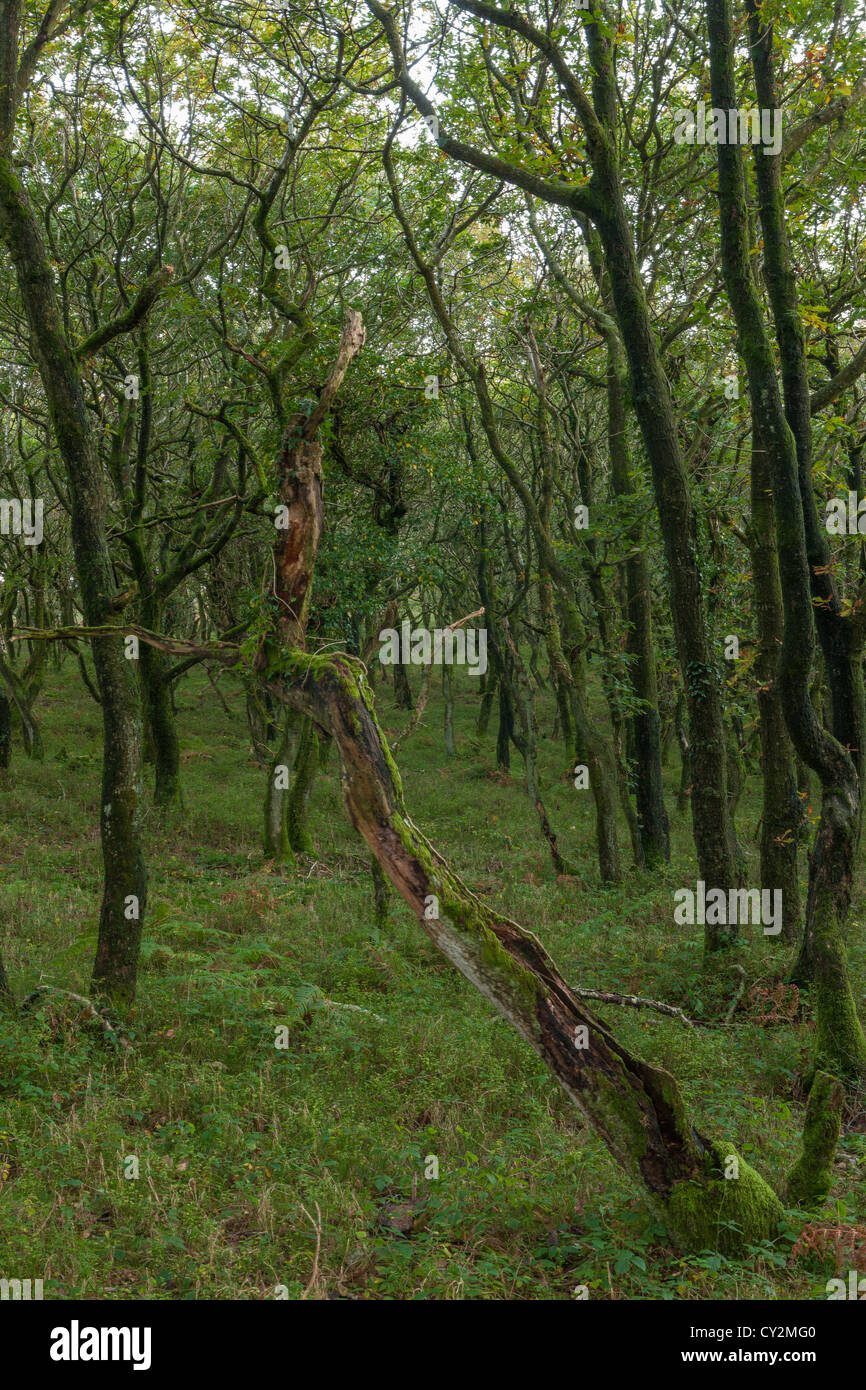 Dusk at Rectory Wood, Over Stowey on the Quantock Ridge Stock Photo - Alamy