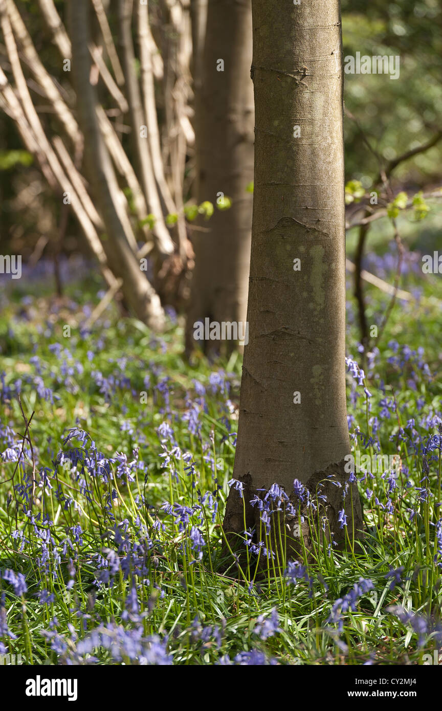 Bluebells beech oak and birch woodland in sunshine, spring rays of ...
