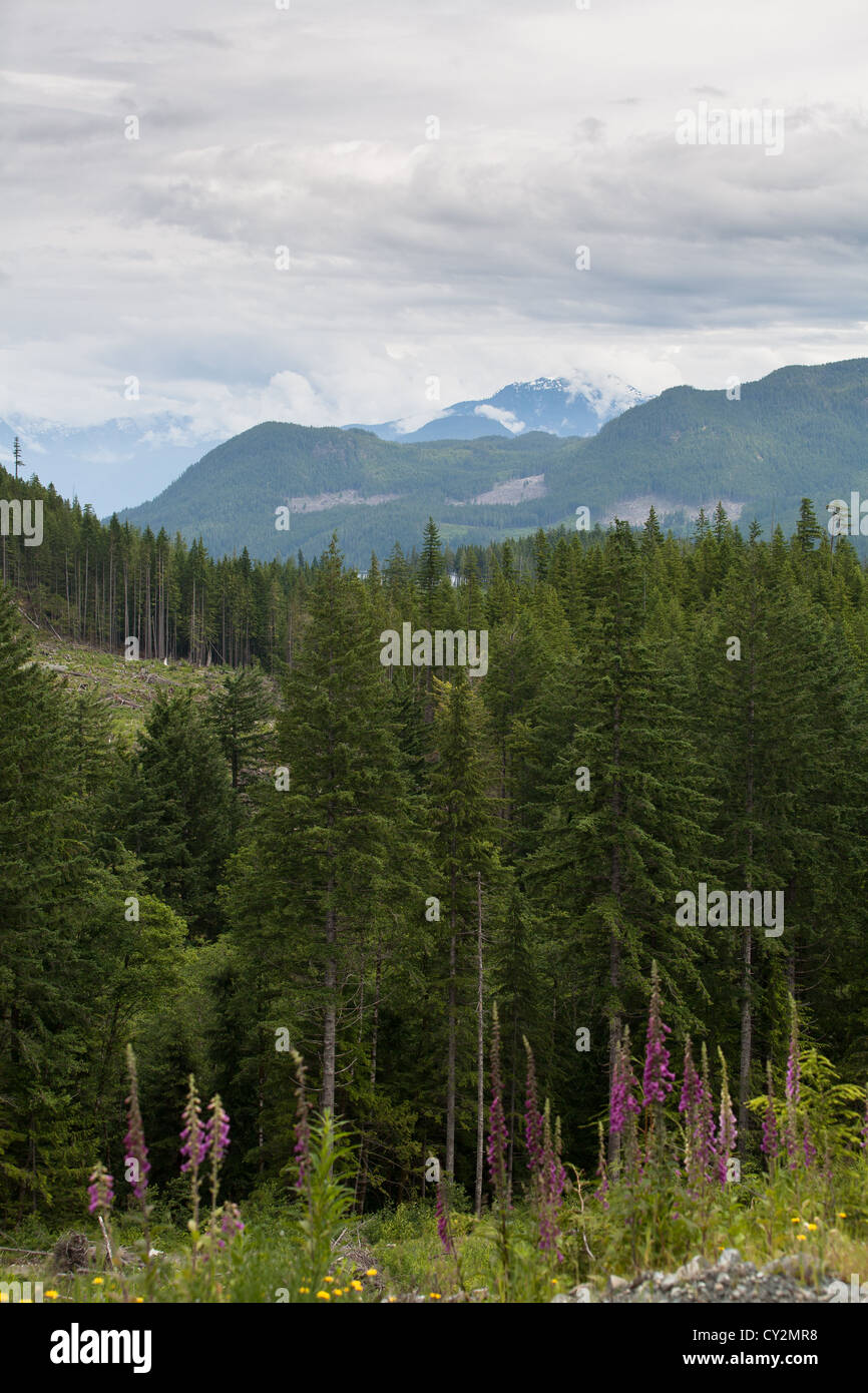 A mountainous valley on Vancouver Island Stock Photo - Alamy