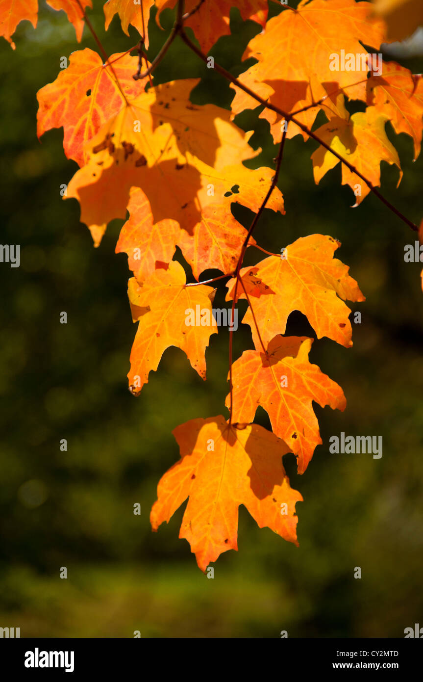 Autumn colors on foliage Stock Photo - Alamy