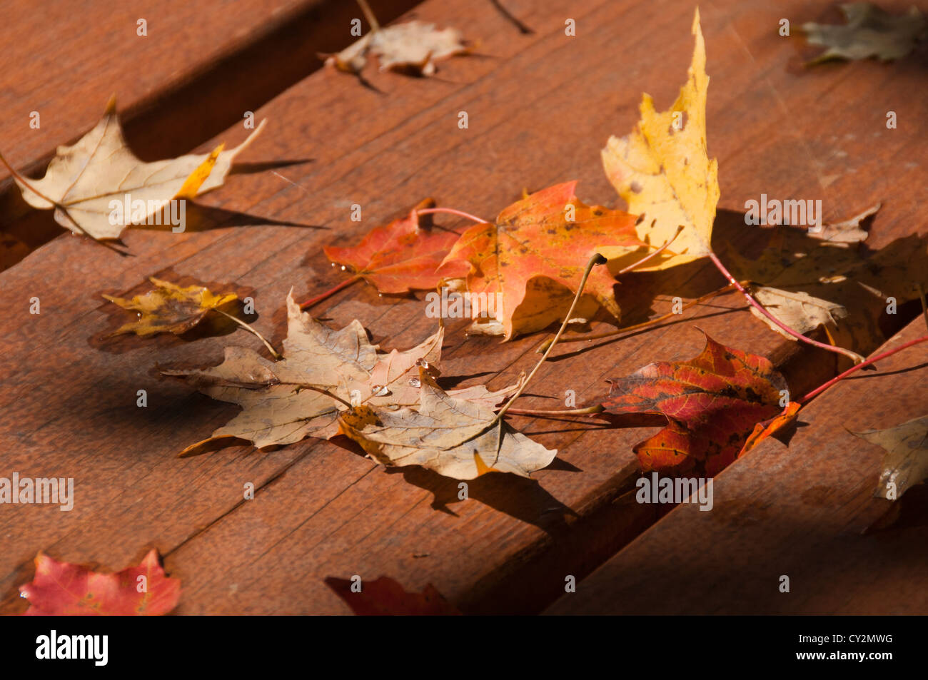 Fallen leafs on park bench Stock Photo - Alamy