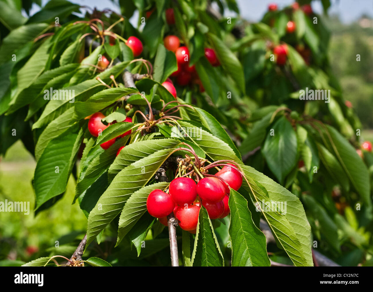 Red Cherries on Tree Stock Photo - Alamy