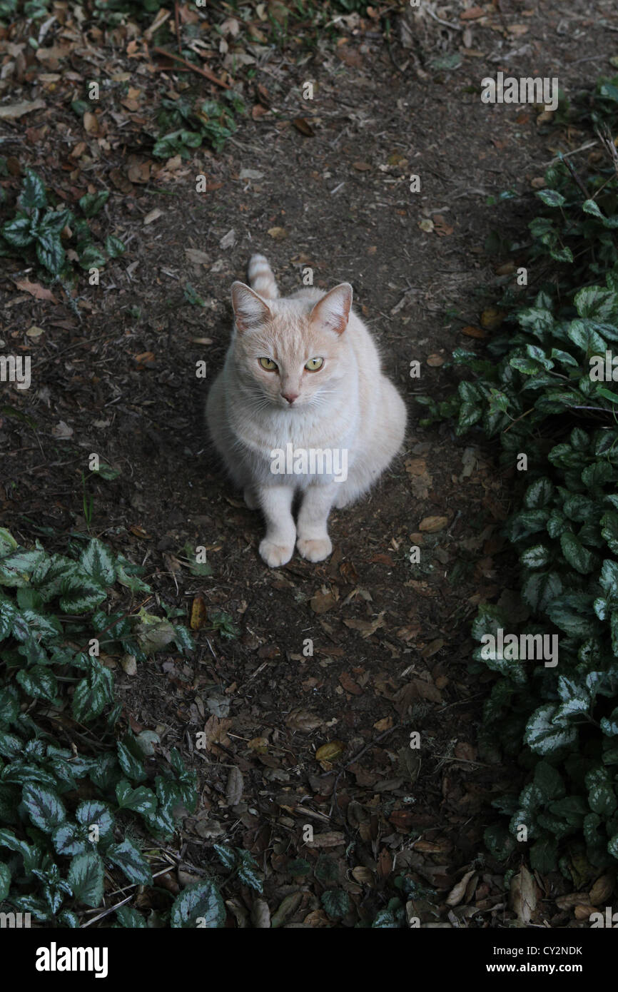 A yellow cat sitting on the ground and looking up Stock Photo - Alamy