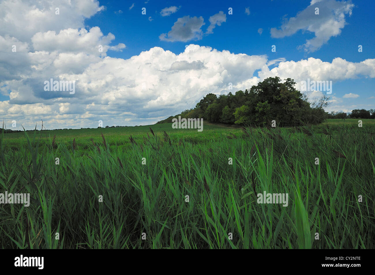 Green rural agriculture landscape with cumulus clouds in Northern ...