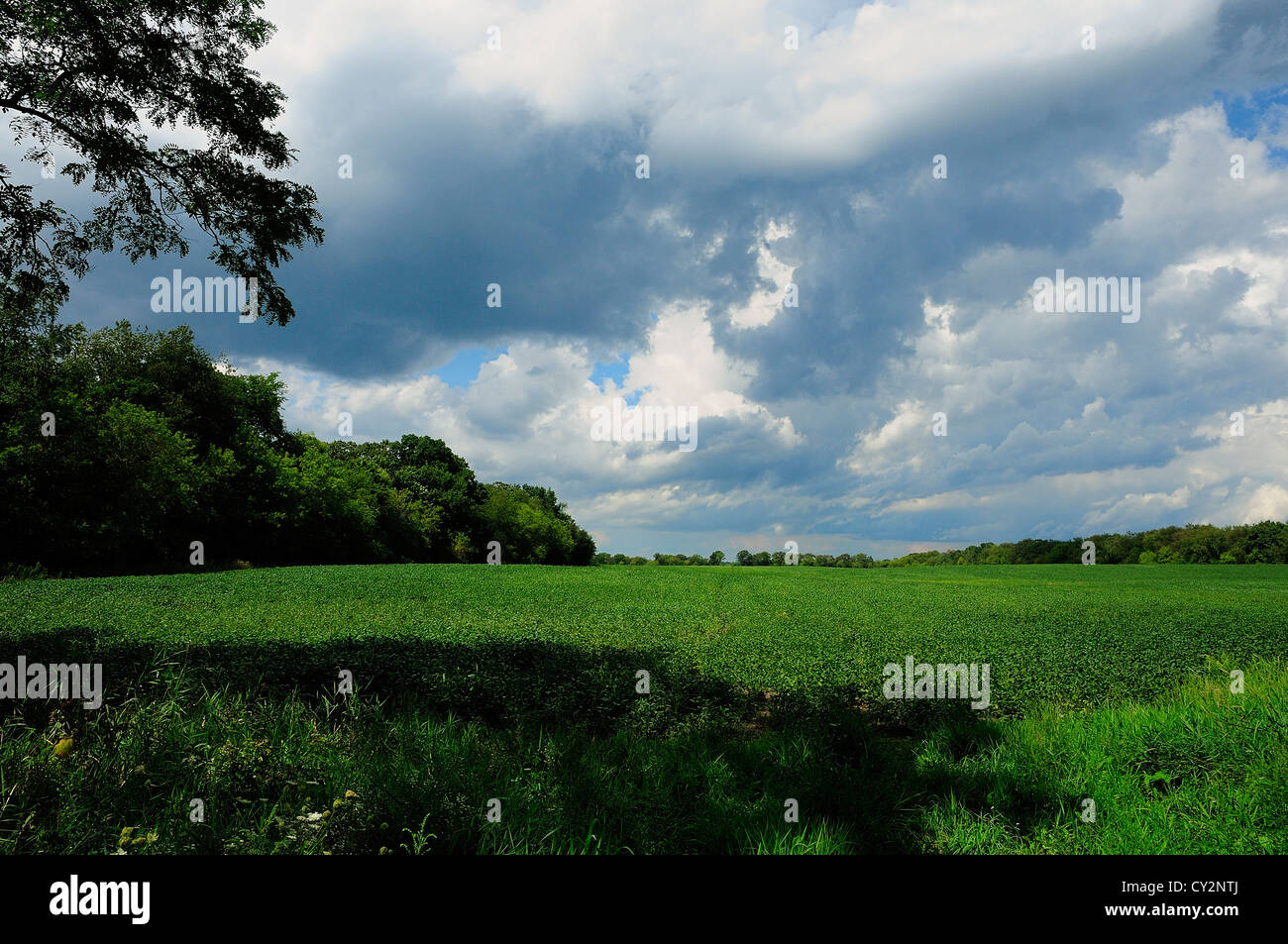 Green rural agriculture landscape with cumulus clouds in Northern ...