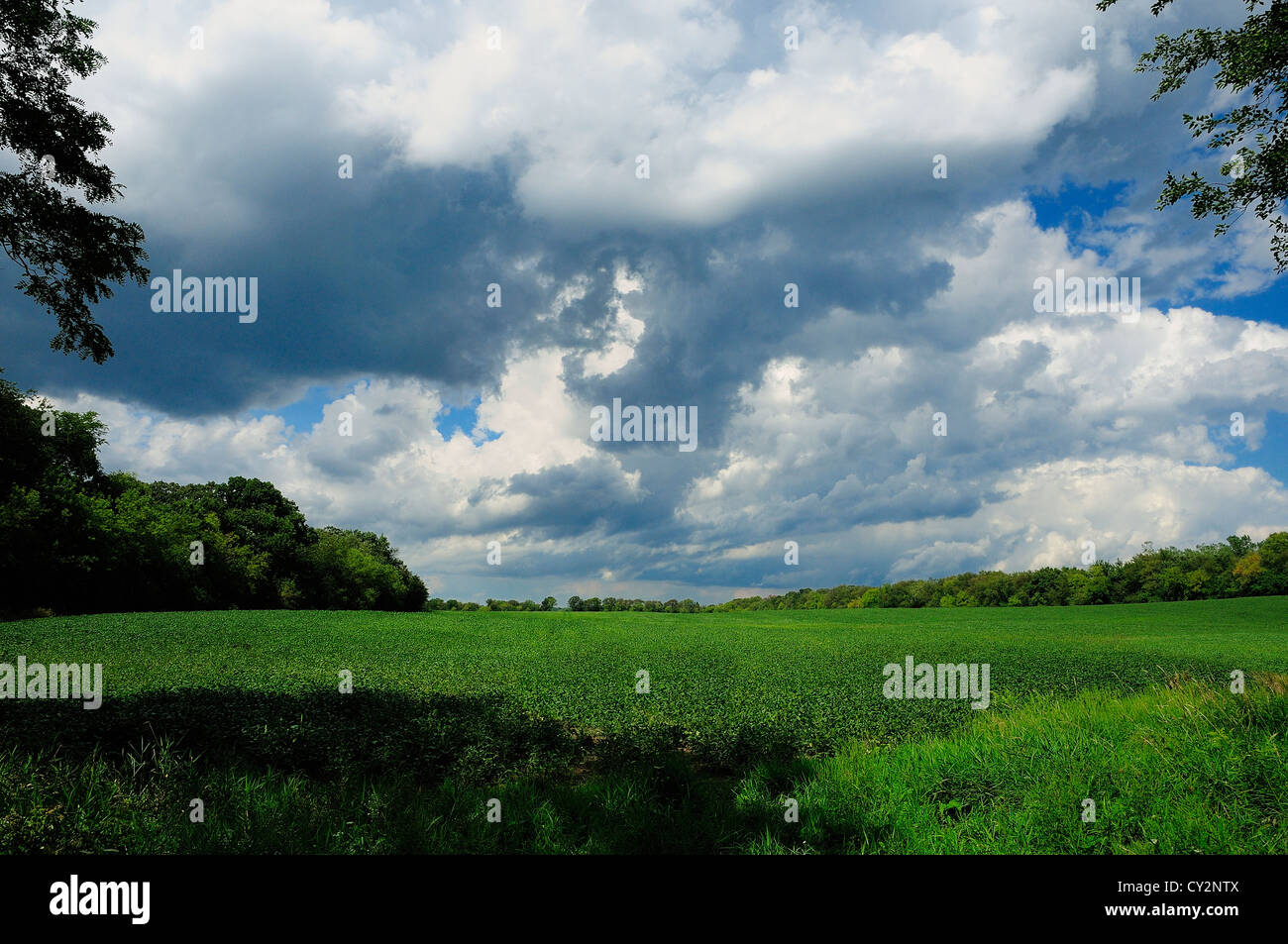 Green rural agriculture landscape with cumulus clouds in Northern ...