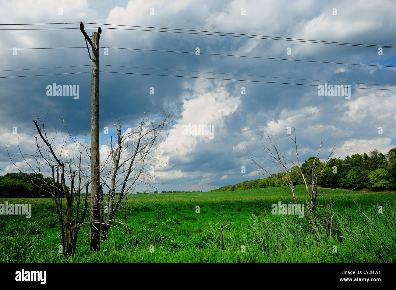 Green rural agriculture landscape with cumulus clouds in Northern ...