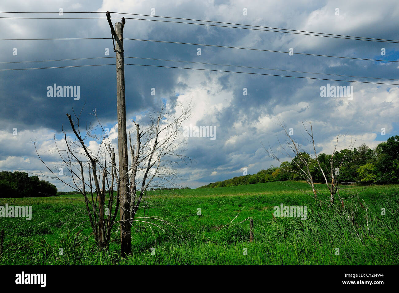 Green rural agriculture landscape with cumulus clouds in Northern ...