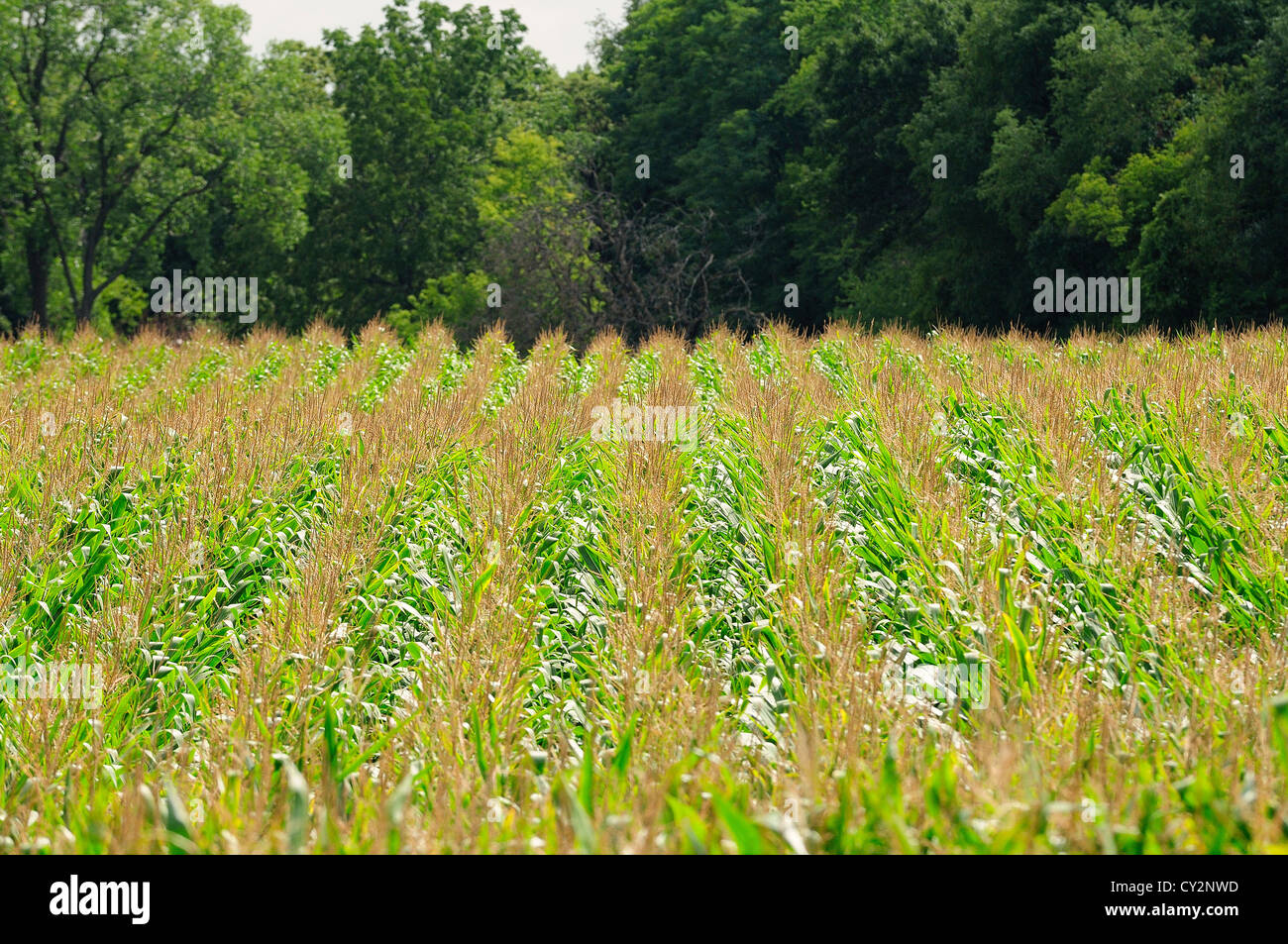 Rows of corn soaking up sun in a Northern Illinois cornfield Stock ...