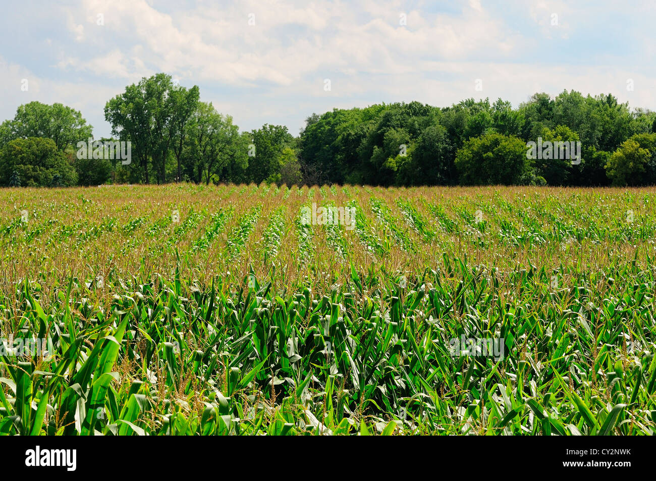 Soaking corn hi-res stock photography and images - Alamy
