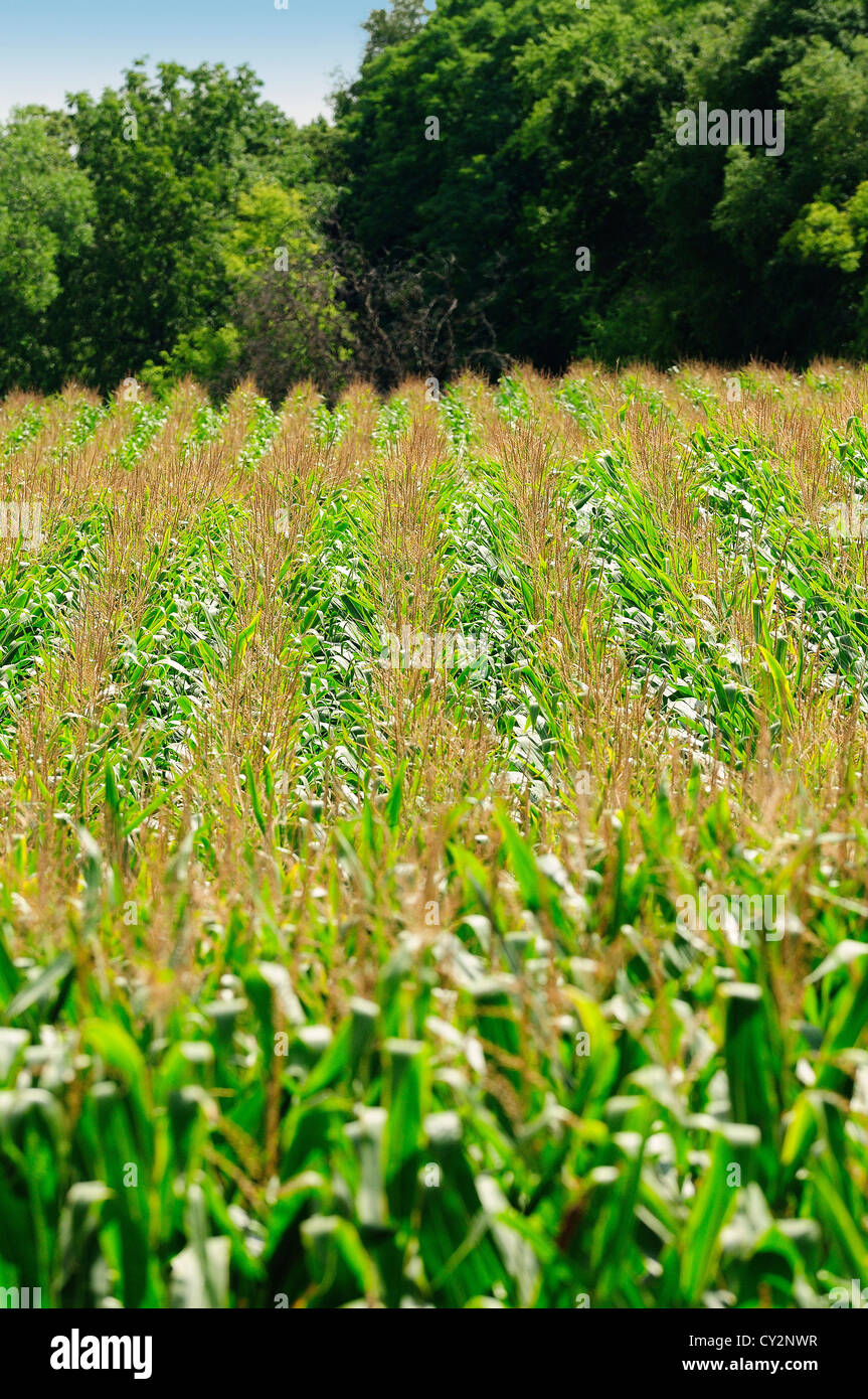 Soaking corn hi-res stock photography and images - Alamy