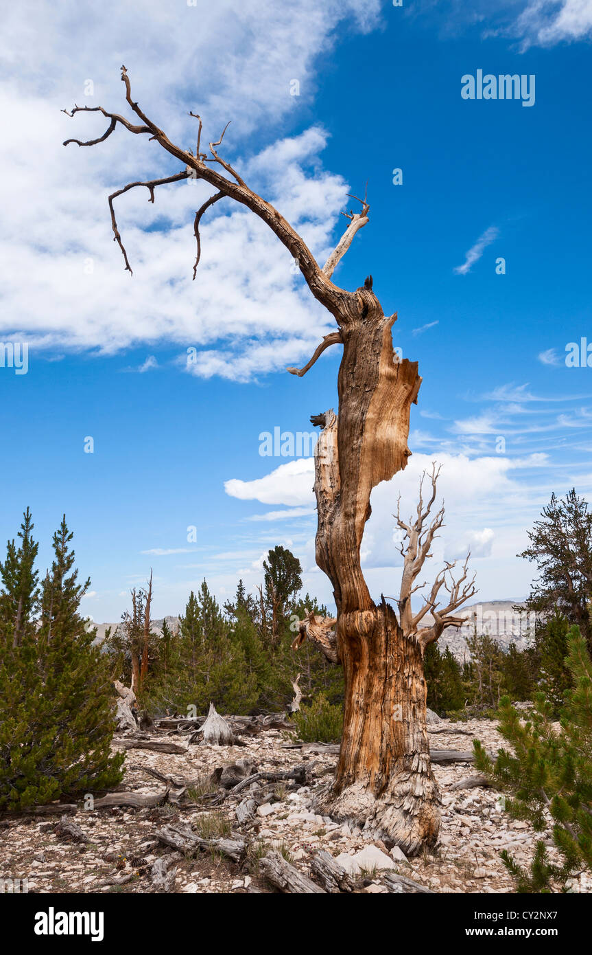 Bristlecone pine tree pinus longaeva hi-res stock photography and ...