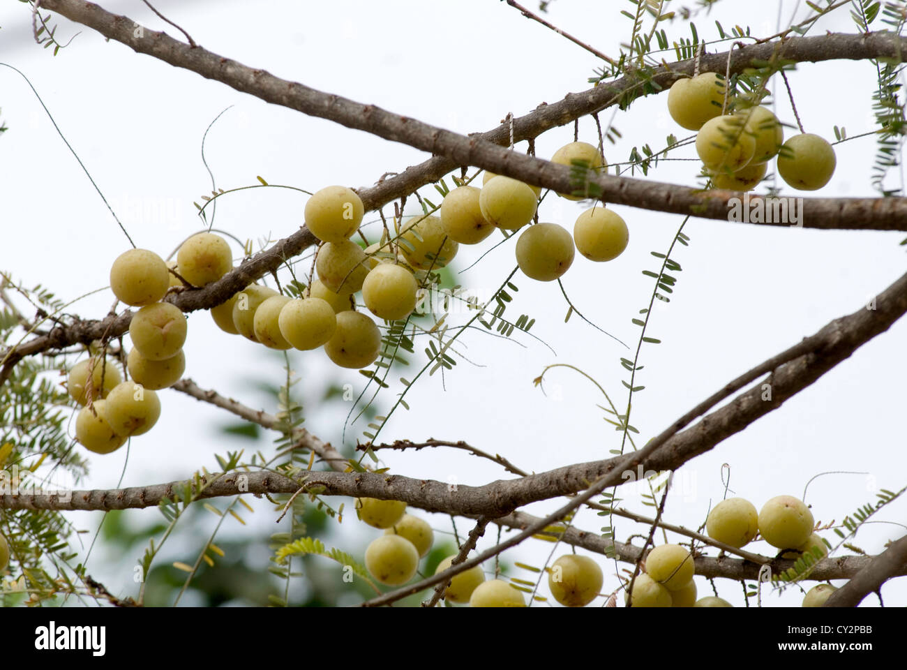 Phyllanthus emblica closeup hi-res stock photography and images - Alamy
