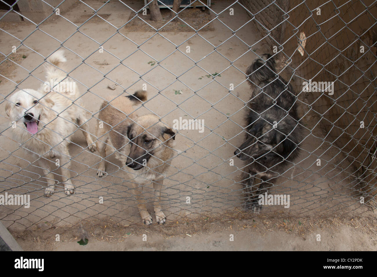 Nowzad hi-res stock photography and images - Alamy