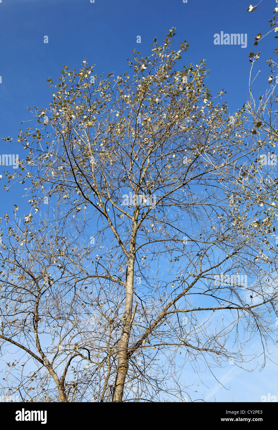 English sycamore tree hi-res stock photography and images - Alamy