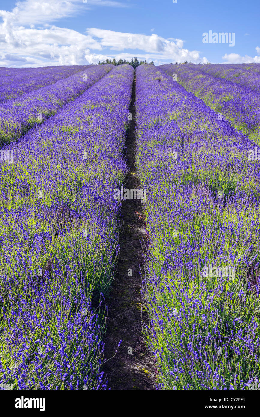 lavender farm lavender fields Stock Photo - Alamy