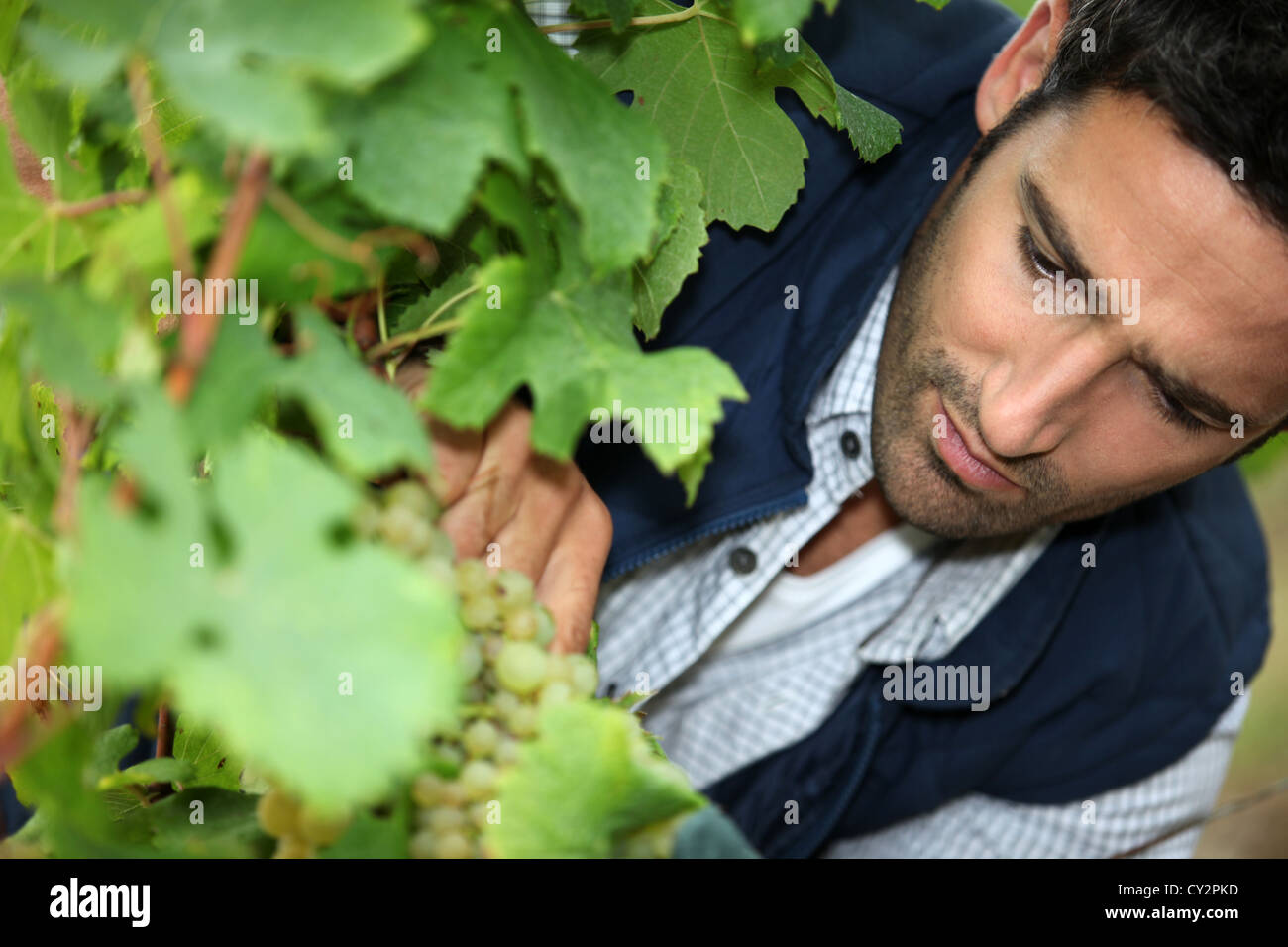 Tending Vines High Resolution Stock Photography and Images - Alamy