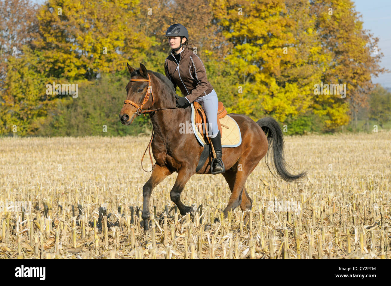 Young rider on back of a Welsh cob pony galloping in autumn Stock Photo ...