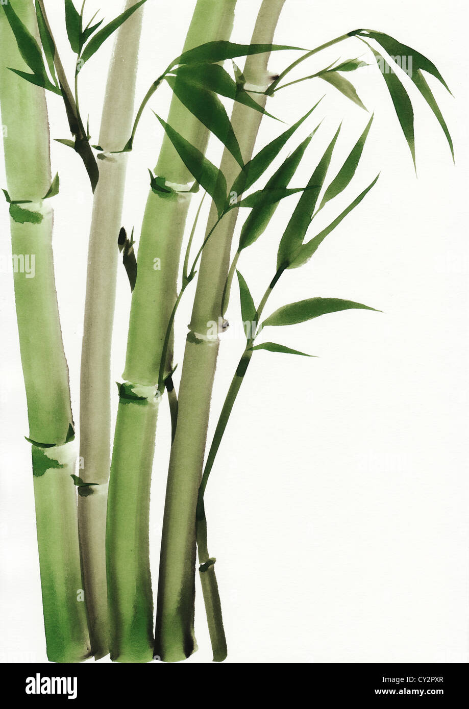 Chinese Watercolor Bamboo