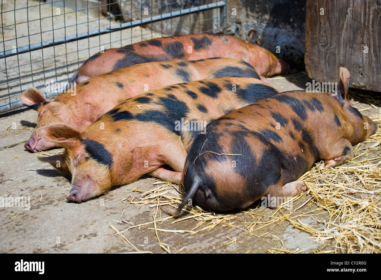 Spotted Pig Breed