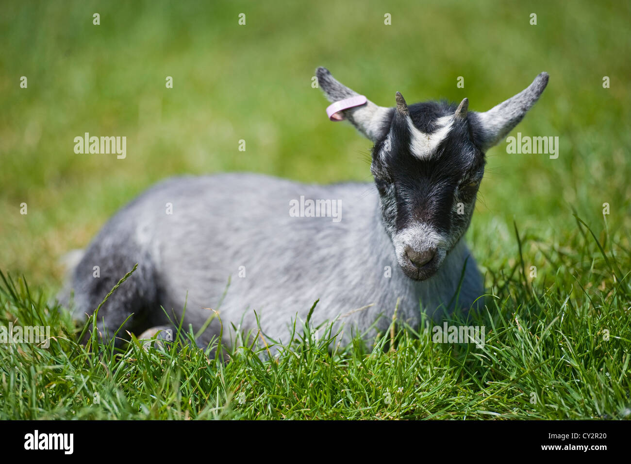 Kid goat laying on grass Stock Photo - Alamy
