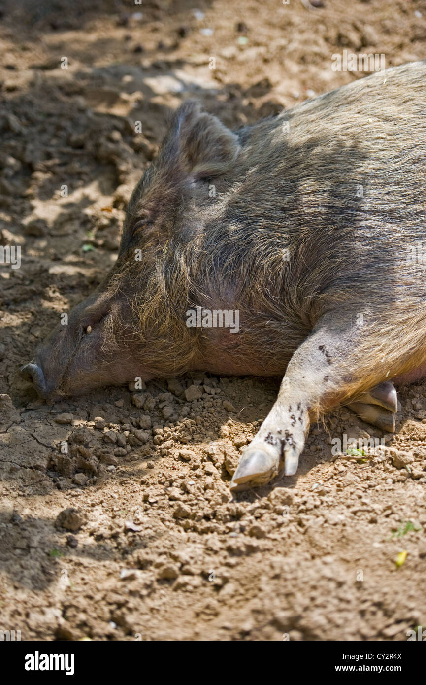 Pig in shade hi-res stock photography and images - Alamy