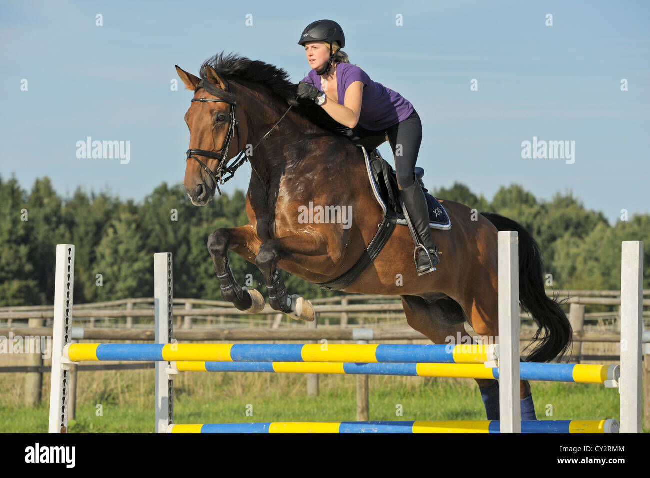 Oxer High Resolution Stock Photography and Images - Alamy