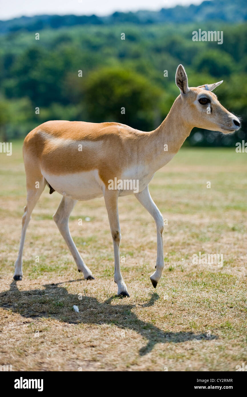 Gazelle walking hi-res stock photography and images - Alamy